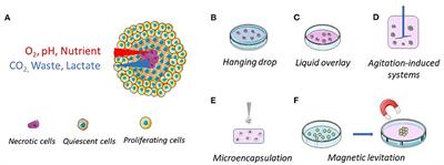 Frontiers | Multicellular Tumor Spheroids in Nanomedicine Research: A ...