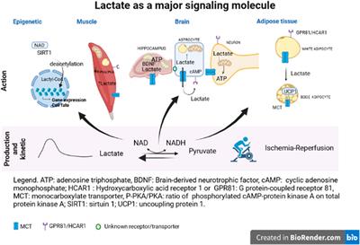 Frontiers | Editorial: Lactate as a Major Signaling Molecule for ...