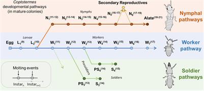 Frontiers | Life and Death of Termite Colonies, a Decades-Long Age ...