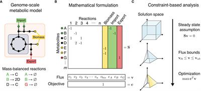 Frontiers | Constraint-Based Reconstruction and Analyses of Metabolic ...