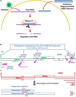 Frontiers | Antisense oligonucleotides targeting ORF1b block ...