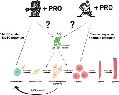 Frontiers | Nutritional Regulation of Muscle Stem Cells in Exercise and ...