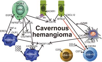 Frontiers | Single-Cell Transcriptome Analysis Reveals Mesenchymal Stem ...