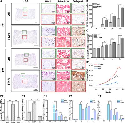 Frontiers | In vitro Cartilage Regeneration Regulated by a Hydrostatic ...
