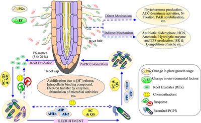 Frontiers | Root Exudates: Mechanistic Insight of Plant Growth ...