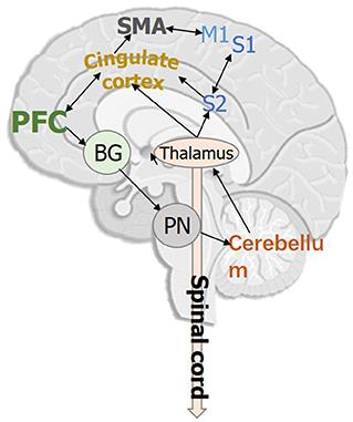 Frontiers | Detection and assessment of Parkinson's disease based on ...