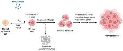 Frontiers | The association of cervicovaginal Langerhans cells with ...