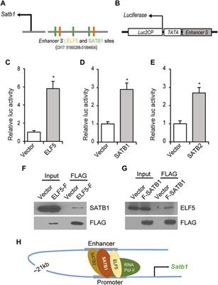 Frontiers | Transcriptional regulation of Satb1 in mouse trophoblast ...
