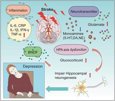 Frontiers | Natural Products for the Treatment of Post-stroke Depression