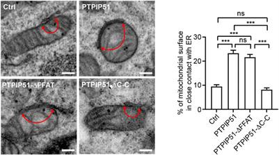 Frontiers | The PTPIP51 coiled-coil domain is important in VAPB binding ...