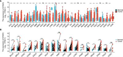 Frontiers | Long Non-Coding RNA-TMPO-AS1 as ceRNA Binding to let-7c-5p ...