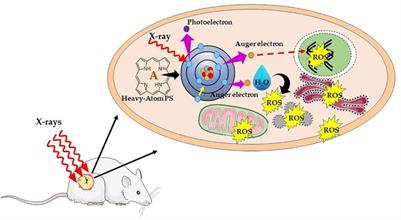 Frontiers | Potential Application of Photosensitizers With High-Z ...