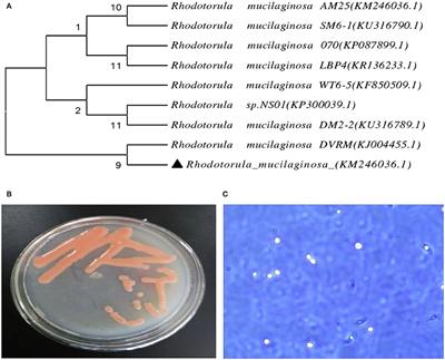 Rhodotorula Mucilaginosa