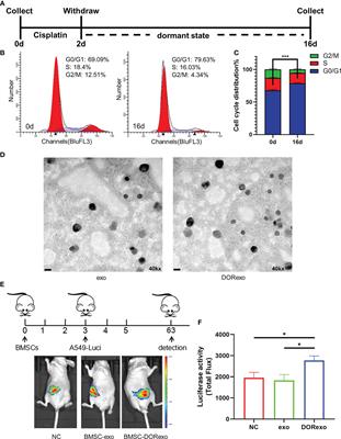 Frontiers | Exosomes from cisplatin-induced dormant cancer cells ...