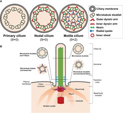 Frontiers | Primary Cilia in Pancreatic β- and α-Cells: Time to Revisit ...
