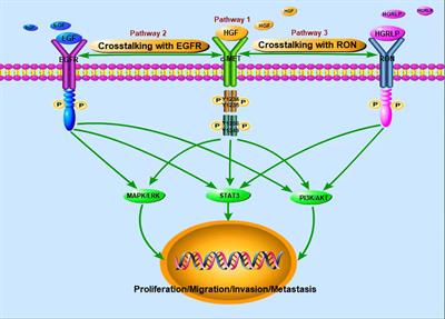 Frontiers | Opportunities and challenges of targeting c-Met in the ...