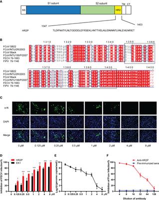 Frontiers | Surface Display of Peptides Corresponding to the Heptad ...