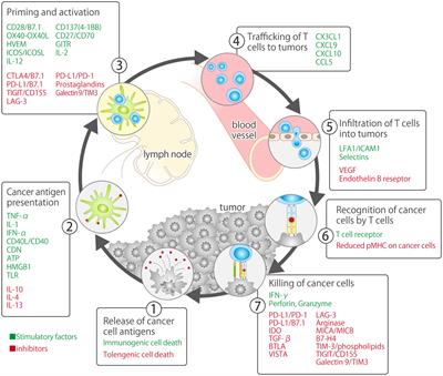 Frontiers | Emerging PD-1/PD-L1 targeting immunotherapy in non-small ...