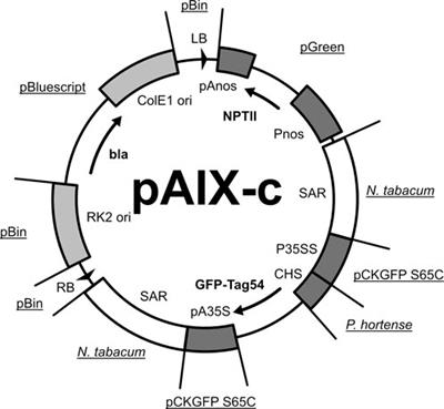 Frontiers | The concept of an agroinfiltration kit for recombinant ...