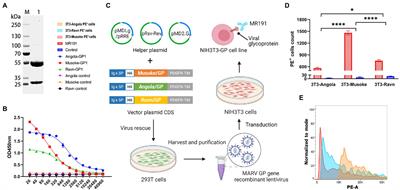 Frontiers | A Novel and Secure Pseudovirus Reporter System Based Assay ...