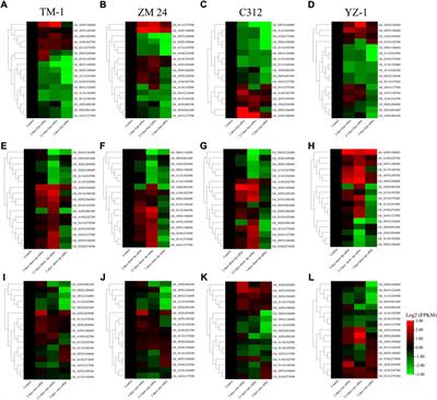 Frontiers | Characterization of WOX genes revealed drought tolerance ...