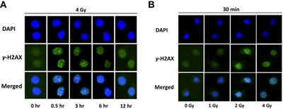 Frontiers | Proton-induced DNA damage promotes integration of foreign ...