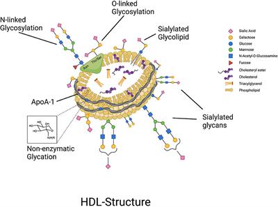 Hdl Cholesterol Structure