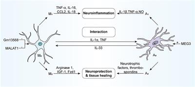 Frontiers | Non-coding RNAs: The Neuroinflammatory Regulators in ...