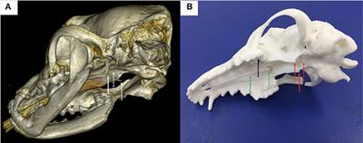 Frontiers | A 3-Dimensional Printed Patient-Specific Surgical Guide to ...