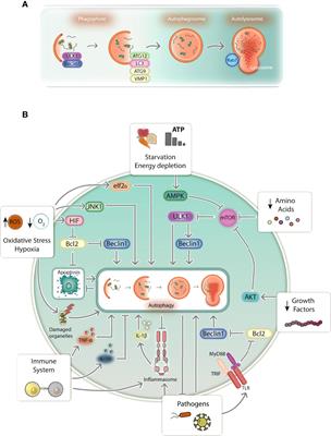 Frontiers | Homeostasis Maintenance in Plasmodium-Infected Placentas ...