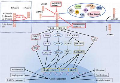 Frontiers | Pathophysiology of RAGE in inflammatory diseases