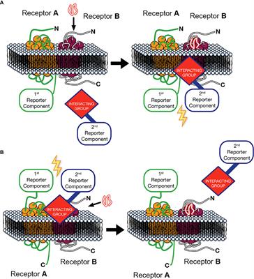 Frontiers | GPCR heteromers: An overview of their classification ...