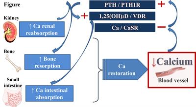 Frontiers | Editorial: Calcium: An Overview From Physiology to ...