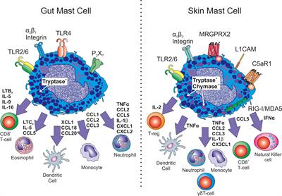 Frontiers | Mast cell tissue heterogeneity and specificity of immune ...