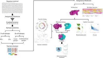 Frontiers | Designing a multi-epitope vaccine against coxsackievirus B ...