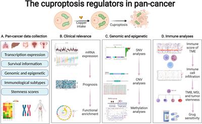 Frontiers | Regulation, genomics, and clinical characteristics of ...