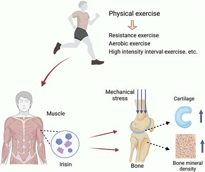 Frontiers | Exercise-induced modulation of myokine irisin in bone and ...