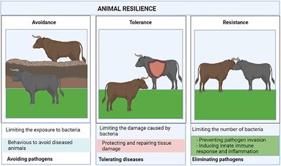 Frontiers | Genome-wide association studies for the identification of ...