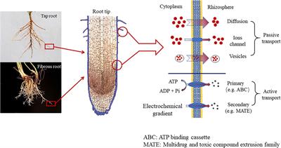 Frontiers | Root exudates contribute to belowground ecosystem hotspots ...
