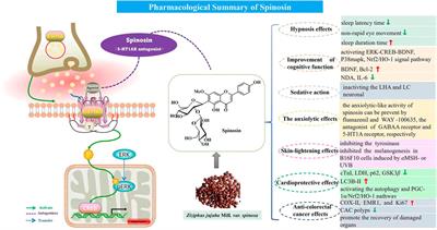 Frontiers | The pharmacology, pharmacokinetics, and toxicity of ...