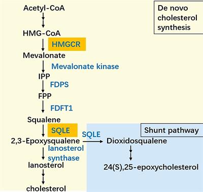 Frontiers | Targeting the key cholesterol biosynthesis enzyme squalene ...