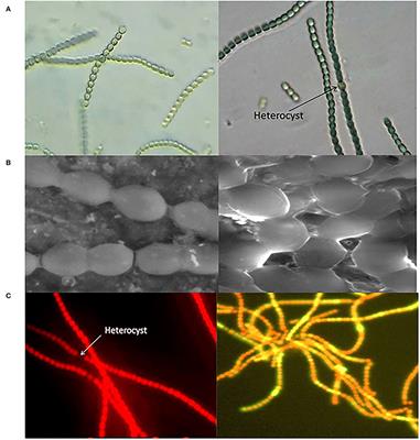 Frontiers | Cyanobacteria as a Promising Alternative for Sustainable ...