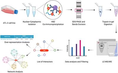 Frontiers | The endogenous HBZ interactome in ATL leukemic cells ...