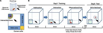 Frontiers | A modified mouse model for observational fear learning and ...
