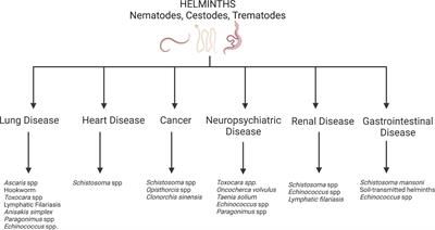 Frontiers | The role of helminths in the development of non ...