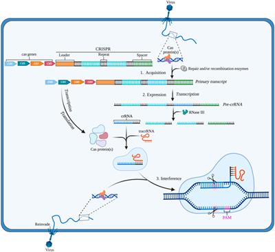 Frontiers | CRISPR/Cas systems: Delivery and application in gene therapy