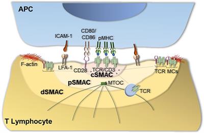 Frontiers | The Immunological Synapse: An Emerging Target for Immune ...