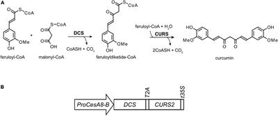 Frontiers | Engineering Curcumin Biosynthesis in Poplar Affects ...