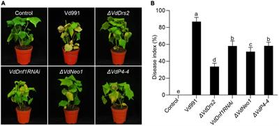 Frontiers | Loss of function of VdDrs2, a P4-ATPase, impairs the toxin ...