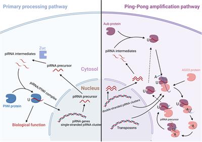 Frontiers | Potential roles of PIWI-interacting RNAs in lung cancer